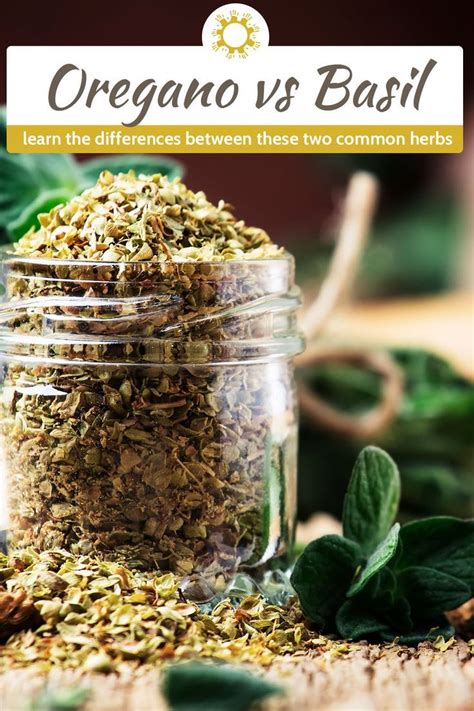 Oregano Vs Basil