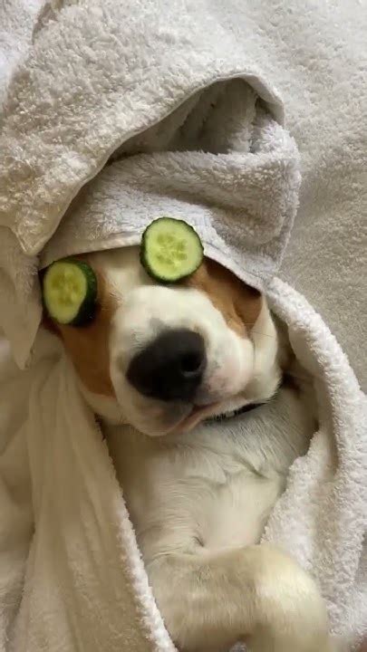 Dog Has A Spa Day Viralhog Youtube