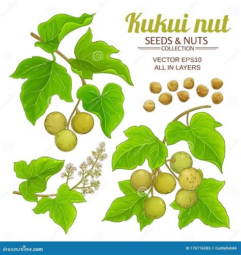Candlenut Or Kukui Tree Aleurites Moluccana State Tree Of Hawaii