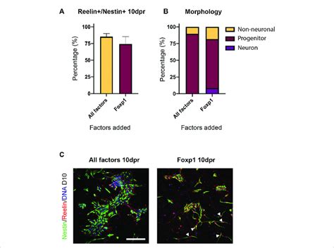 Efficiency And Morphology Of Transduced Induced Pluripotent Stem Cells