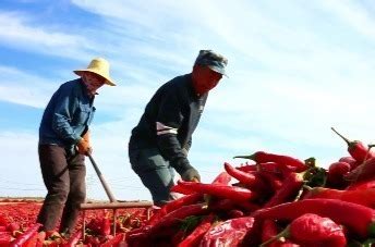 辣椒红了日子火了肃州戈壁滩上邂逅中国红 凤凰网视频 凤凰网