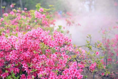 第二十一届河南汝阳杜鹃花节暨炎黄文化节 凤凰网