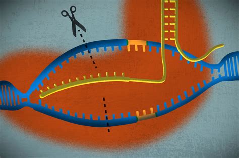 CRISPR One Of The Biggest Science Stories Of The Decade Explained Vox