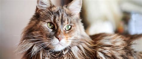What Are The Friendliest Cat Breeds