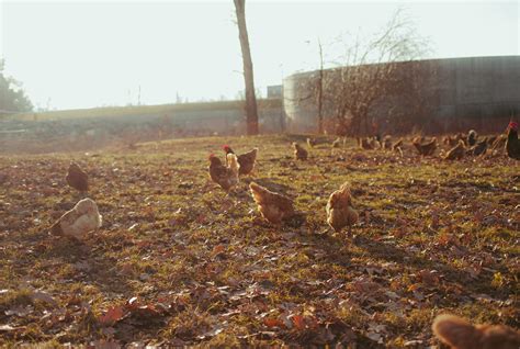 Adopce Slepice Metrofarm Císařský Ostrov
