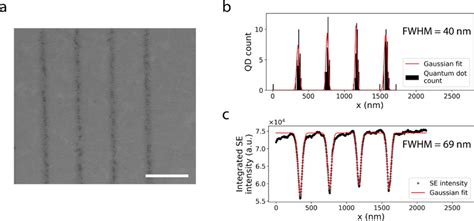 Quantum Dot Labelling Confirms A Posteriori Obtained Pattern