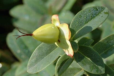 Hypericum Calycinum