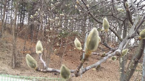 용암동산교회 3월 8일 화 새벽 사순절 24일 찬송 151장 만왕의 왕 내 주께서 왜 고초 당했나 이 벌레같은 날 위해