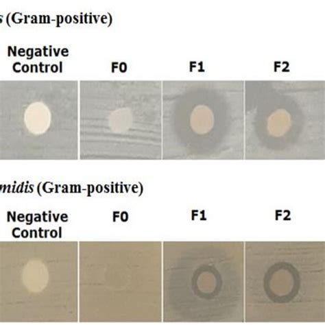 Antimicrobial Activity Test Of Hydrogel Film Preparation Against S Download Scientific Diagram