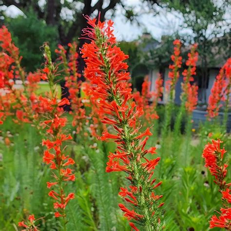 Plant Faqs Ipomopsis Rubra