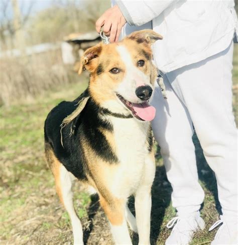 Шикарный парень Энтони ищет самого лучшего хозяина ‍ ‍ ‍ Стройный красавец похож на помесь с