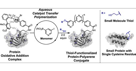 Palladium Mediated Synthesis Of ProteinPolyarene Conjugates Journal