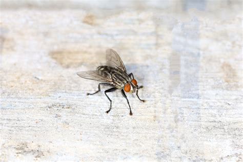 What Should You Do If Fly Eggs Hatch In Your House