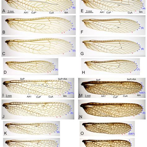 Recent Phylogenetic Hypotheses On The Position Of Plecoptera With