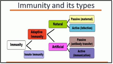 Immuno Exam Flashcards Quizlet