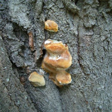 Phellinus Pomaceus Cushion Bracket