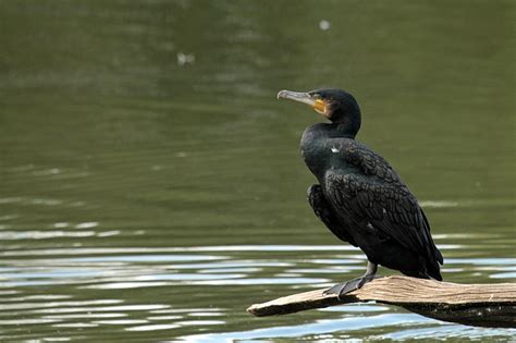 Le Grand Cormoran