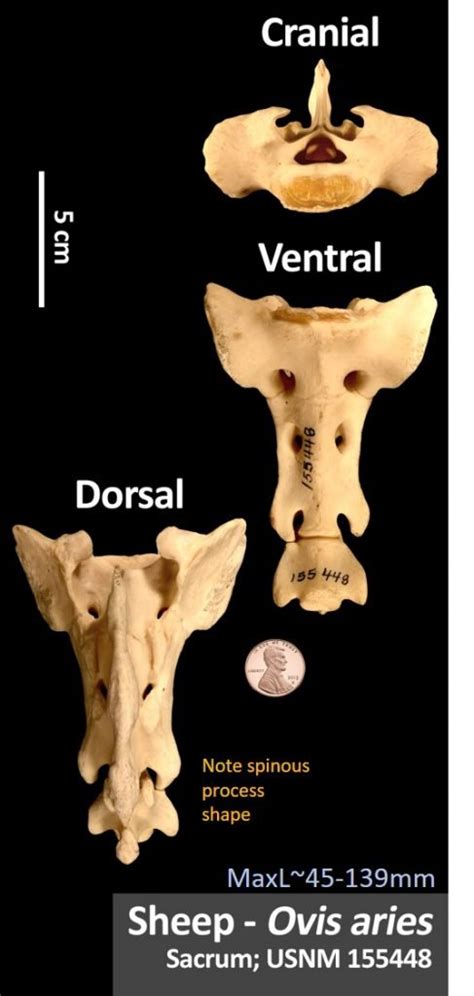 Sheep Sacrum Osteoid Bone Identification
