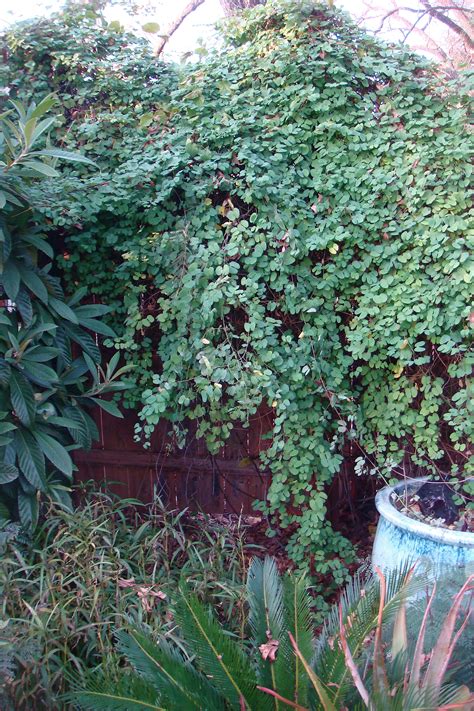 Rikki Ikky Ivy East Side Patch