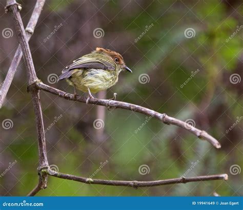 The Strange Scale Crested Pygmy Tyrant Stock Image Image Of Incas