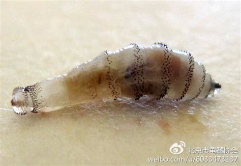狂蝇是什么？——简单谈谈这类恐怖的昆虫 每日头条