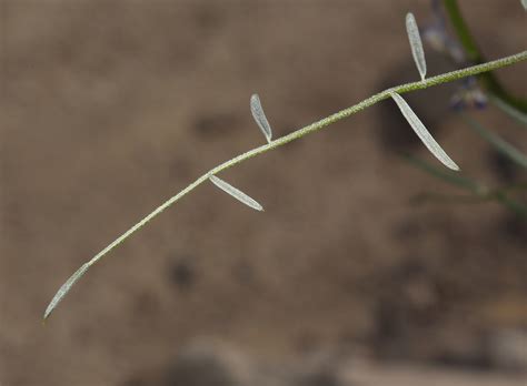 Naked Milkvetch Search Native Plant Hub