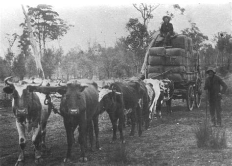 Pictures Of Daisy May Bates