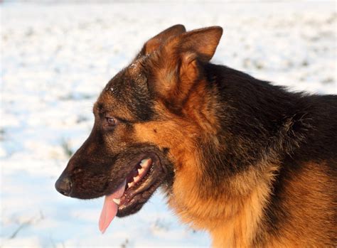 When Do German Shepherd Puppies Ears Go Up