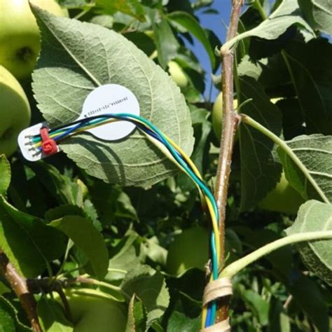 Schematic Front View Of The Described Leaf Sensor The Central Circular