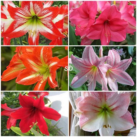 Jual Paket Umbi Amarilys Amarylis Spmix 10 Umbi 100rb Shopee Indonesia