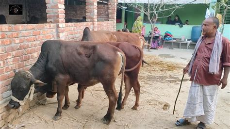 ১৮ মার্চ২৩ আজকের প্যাকেজে হাটের চেয়েও কমদামে কুরবানীর দাঁতালো