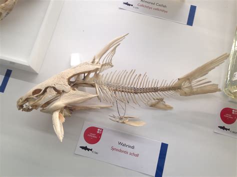 Armored Catfish Skeleton