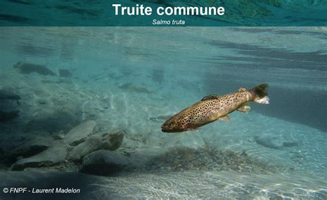 TruiteCommune Png