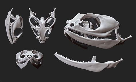Lizard Skull