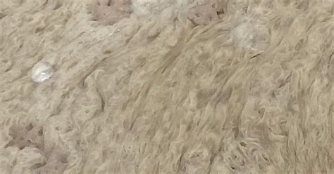 Kettle Sour Pellicle 2 Album On Imgur