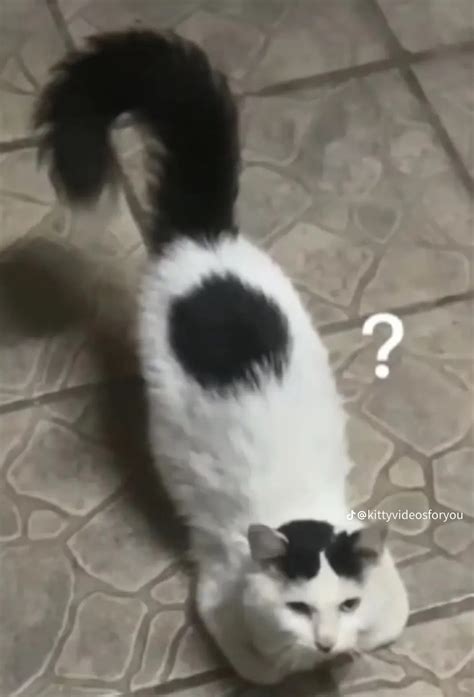 Question Mark Cat