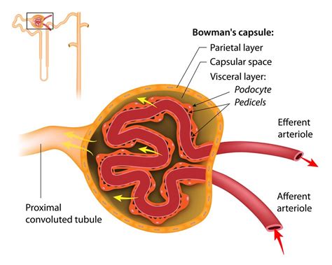 Podocyte 5 КОД ЖИЗНИ