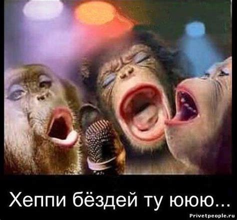 1 Одноклассники Фотографии обезьян Веселые обезьяны Смешно