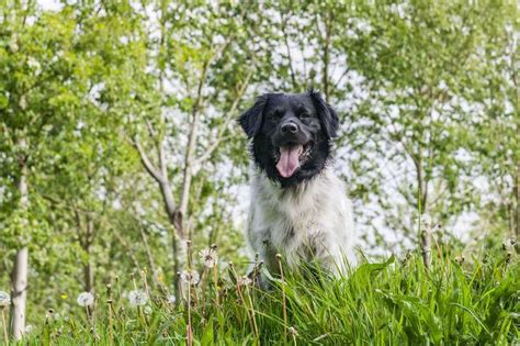 8 schönsten holländischen Hunderassen mit 25 Bildern Hunde2 de
