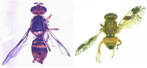 Nauni Varsity Doctoral Scholar Discovers Two New Fruit Fly Species