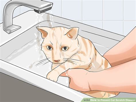 How To Prevent Cat Scratch Disease 11 Steps With Pictures