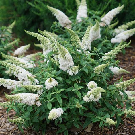 Buddleia Pugster White® Butterfly Bush Wayside Gardens