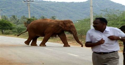 2b Elephant Aggressively Run Over A Man Download Scientific Diagram