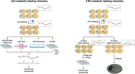 Time Resolved Single Cell Transcriptomic Sequencing Pmc