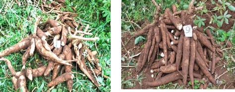 Mutation Breeding A Tool In Nutritional Improvement Of Cassava