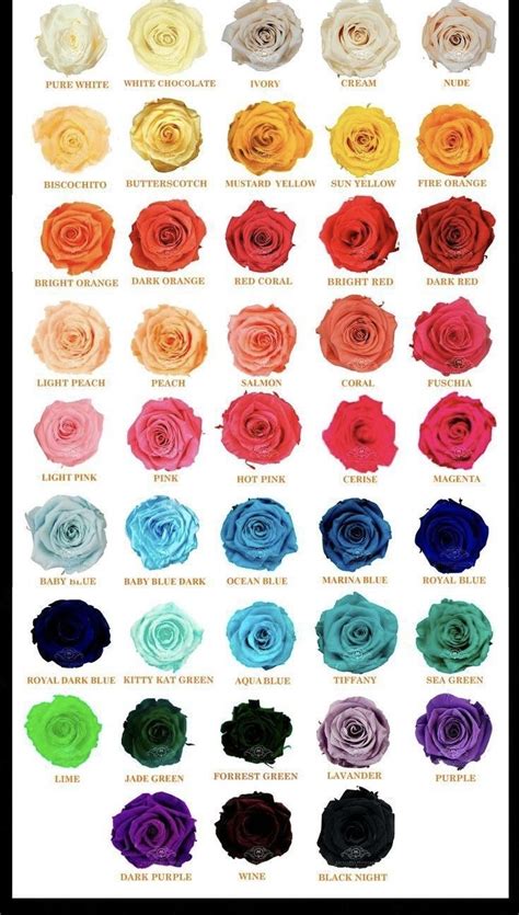 Different Types Of Roses With Names