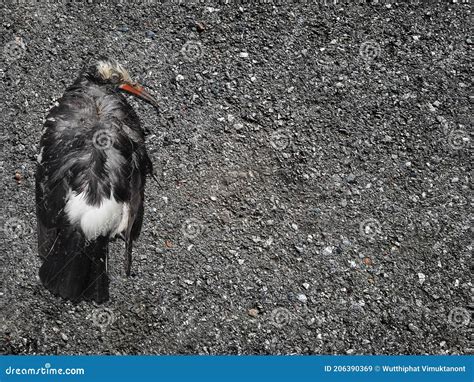Corpse Of A Dead Black Bird Lying On The Floor Stock Image Image Of
