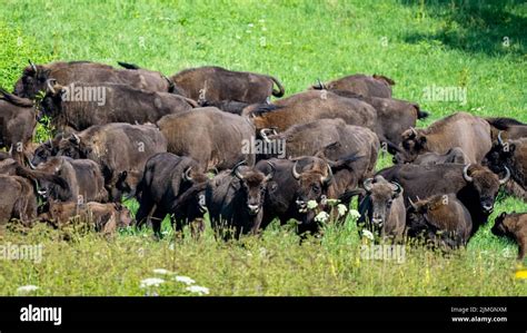 European Bison Bison Bonasus Herd In A Meadow The Bieszczady