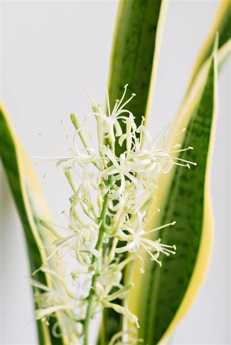 Sansevieria Trifasciata Flower