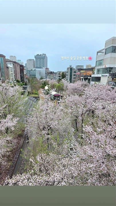 경의선 숲길 공원 벚꽃🌸 Youtube